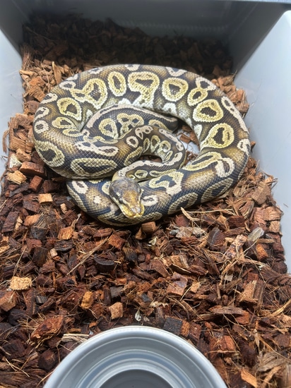 Black Pewter Ball Python by iLoveBalls