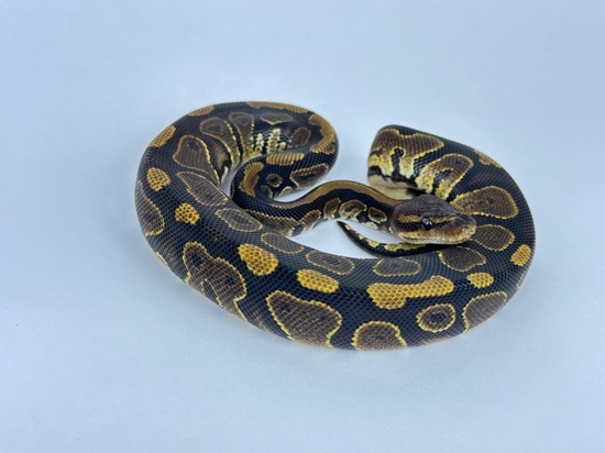 Mahogany Ball Python by Saga Morphs