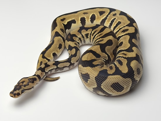 Pastel OD Spotnose Crypton Het DG Ball Python by Saga Morphs