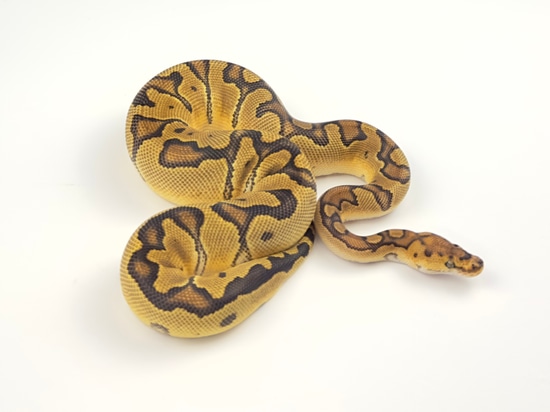 Grim Enchi Clown Ball Python by Saga Morphs