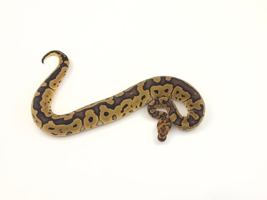 Motley Clown Ball Python by Saga Morphs