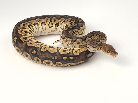 Grim Mahogany Clown Ball Python by Saga Morphs