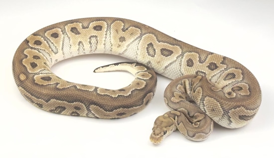 Clown Het Desert Ghost Ball Python by Saga Morphs