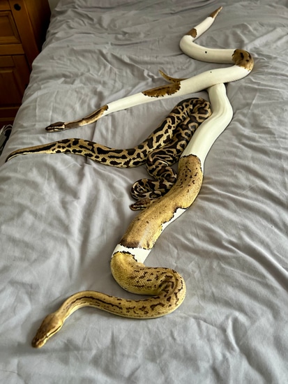 3 Snakes, 2 Piebalds & 1 Poss Super Leopard Het Pied, Perfect For Breeding Ball Python by ...