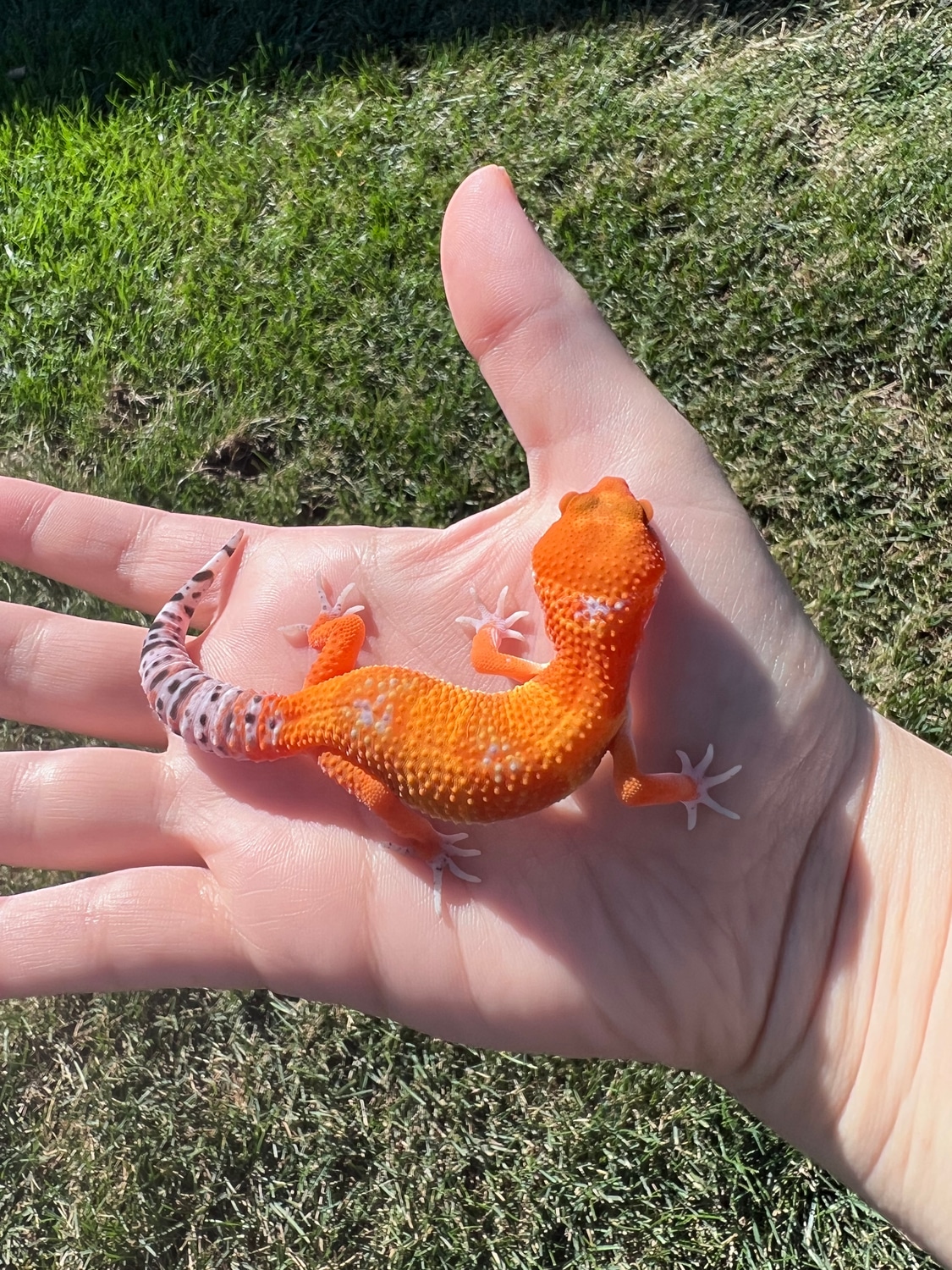 TSF Blood Mandarin Tangerine Leopard Gecko by Neuro-Fi Exotics ...