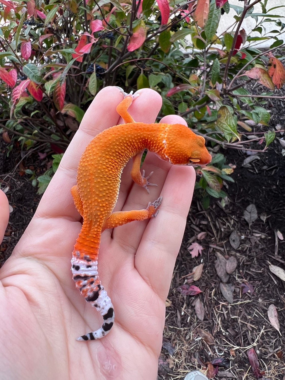 TSM Blood Mandarin Tang Pos Het Tremper Leopard Gecko by Neuro-Fi ...