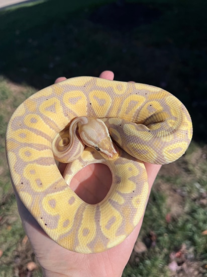 Pastel Banana Het Sunset Het Clown Ball Python by Neuro-Fi Exotics