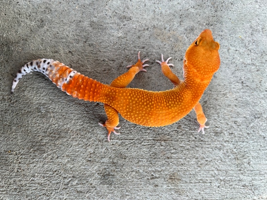 Blood Inferno/Electric Tangerine Leopard Gecko by Neuro-Fi Exotics