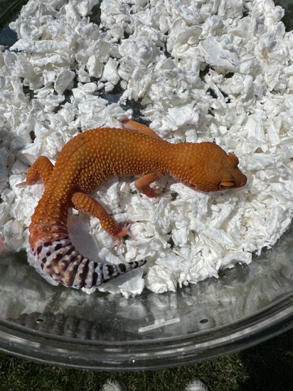 Gecko Genetics Atomic Tangerine Leopard Gecko by Neuro-Fi Exotics