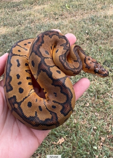 Red Stripe Clown Ball Python by Neuro-Fi Exotics