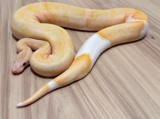 RTB Dreamsicle Ball Python by Neuro-Fi Exotics