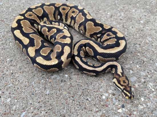 0.2 Hypo Sunset Project Ball Python by Neuro-Fi Exotics