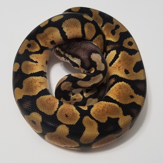 Pastel Ball Python by Harris Herps