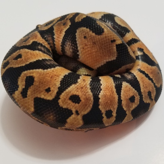 Pastel Ball Python by Harris Herps