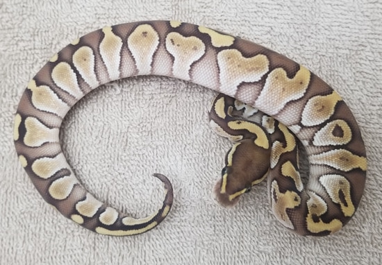 Lesser Pastel Ball Python by Harris Herps