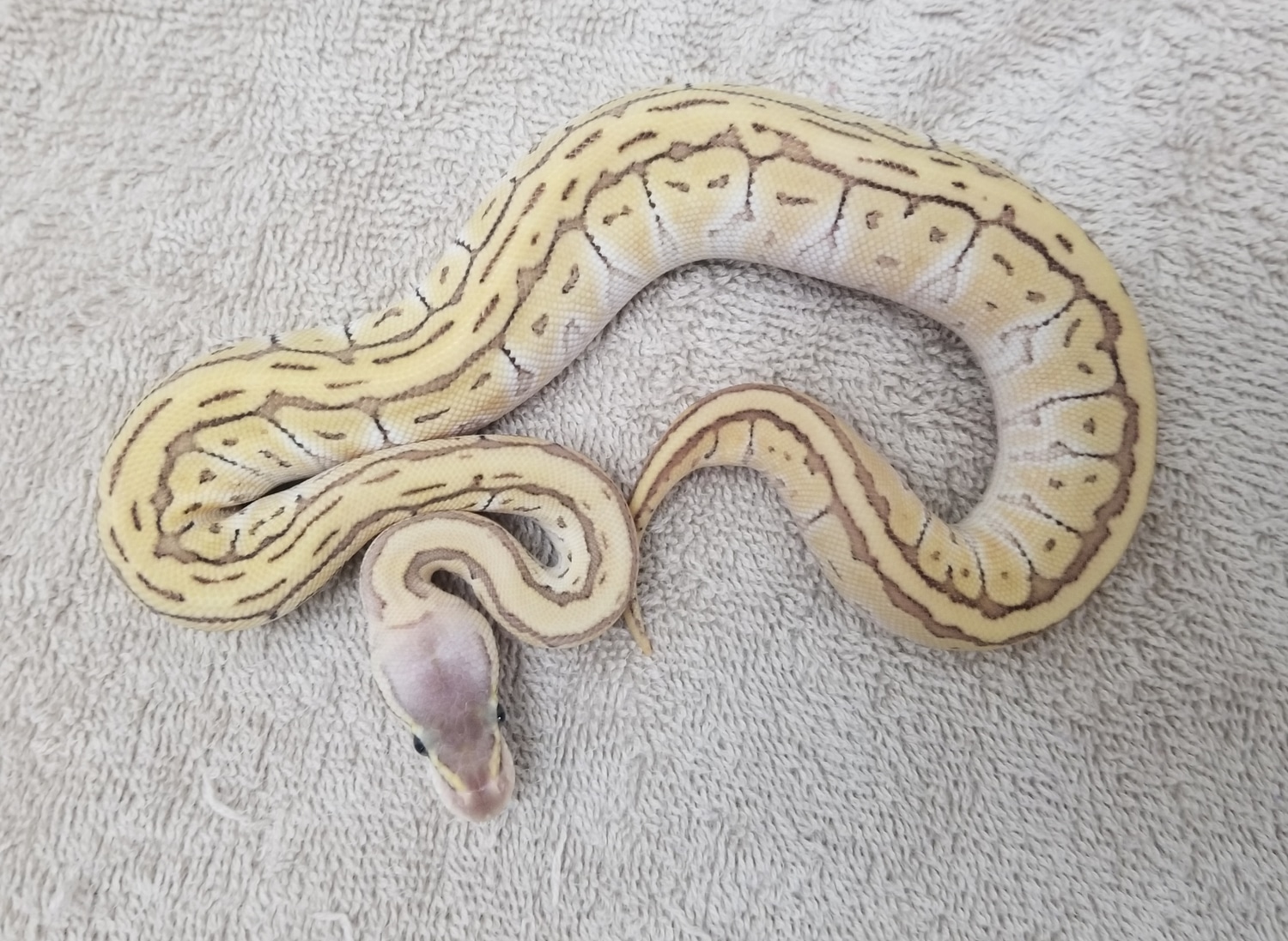 Super Emperor Pin Ball Python by Harris Herps - MorphMarket