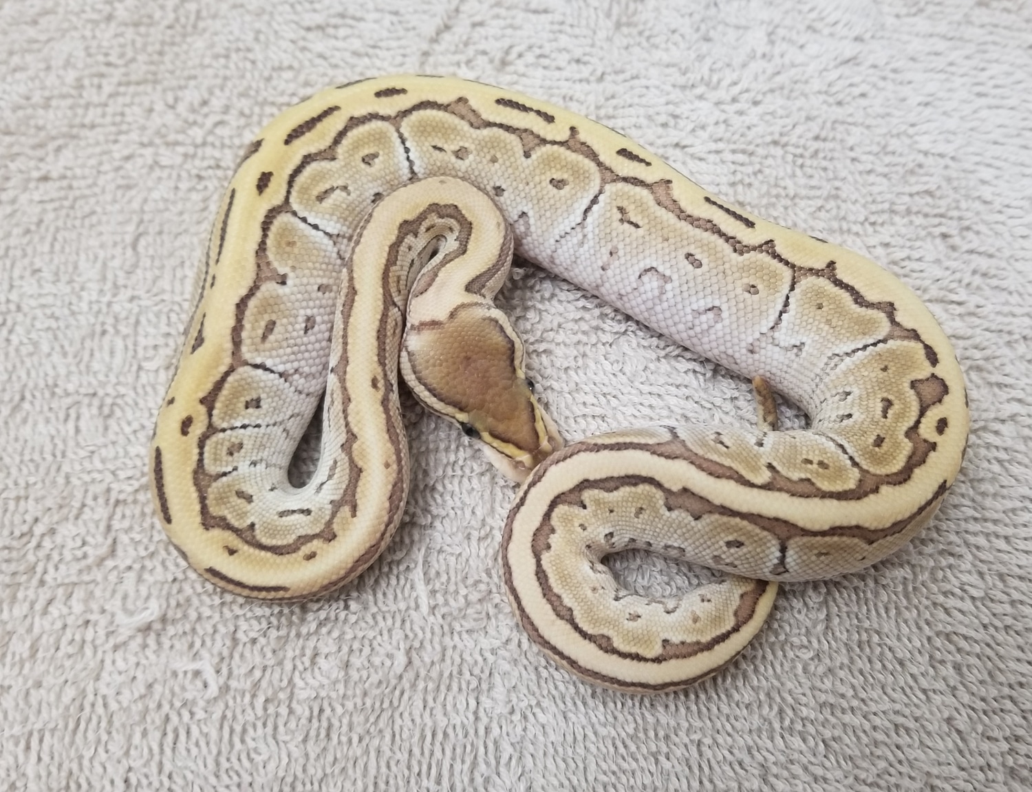 Kingpin Pastel Ball Python by Harris Herps - MorphMarket