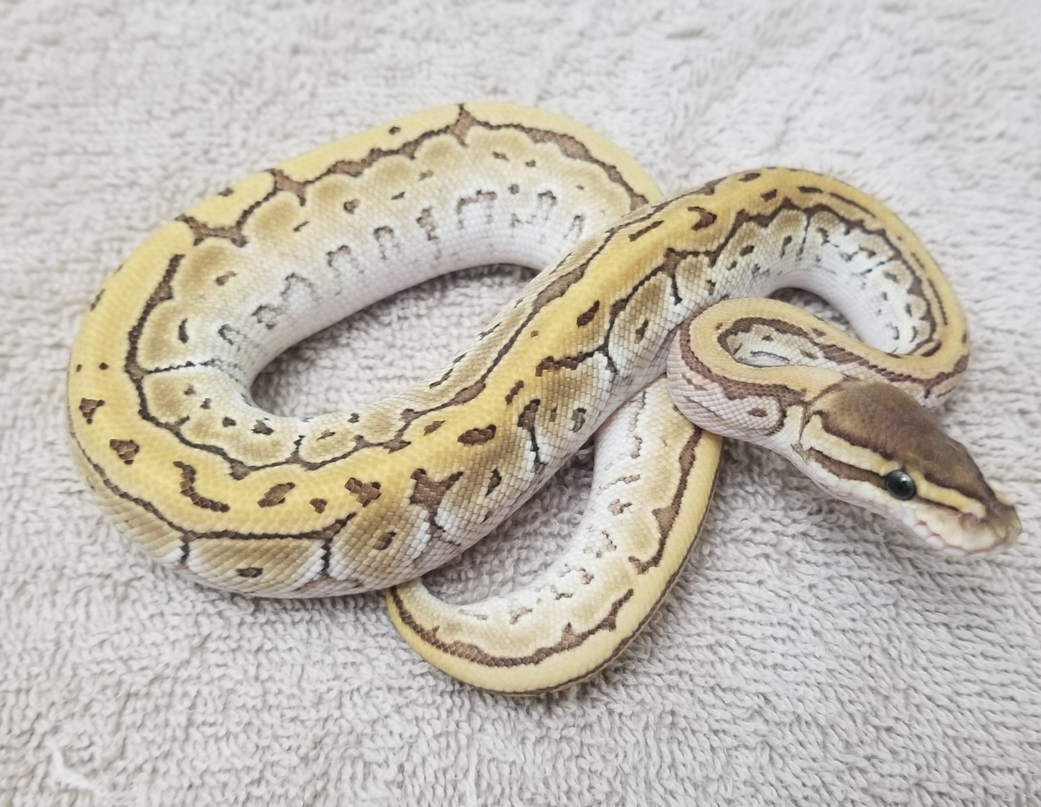 Kingpin Pastel Ball Python by Harris Herps - MorphMarket