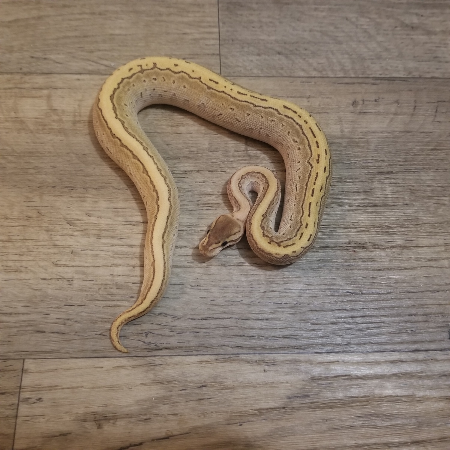 Kingpin Pastel Ball Python by Harris Herps - MorphMarket