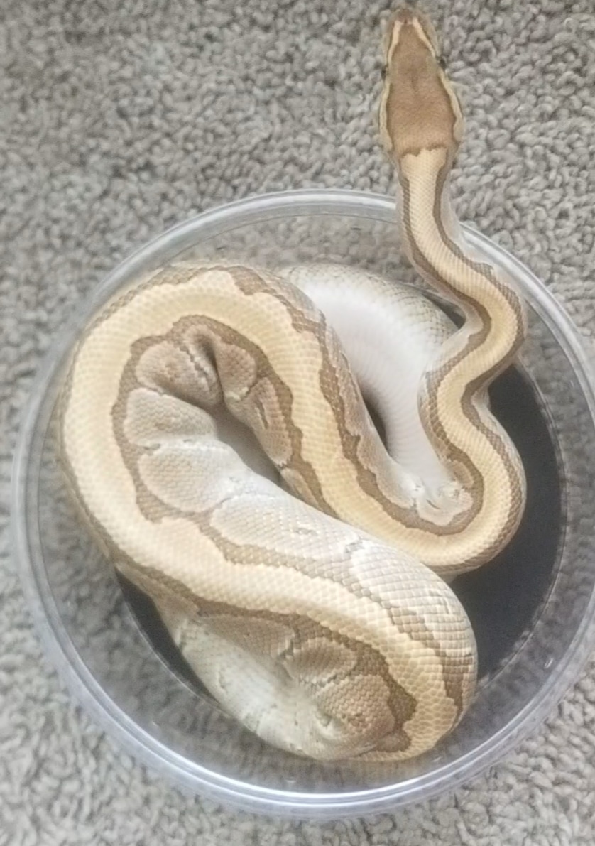 Kingpin Ball Python by Harris Herps - MorphMarket