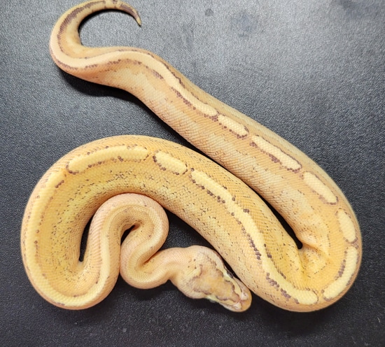 Puma Ball Python by Harris Herps