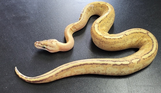 Puma Ball Python by Harris Herps