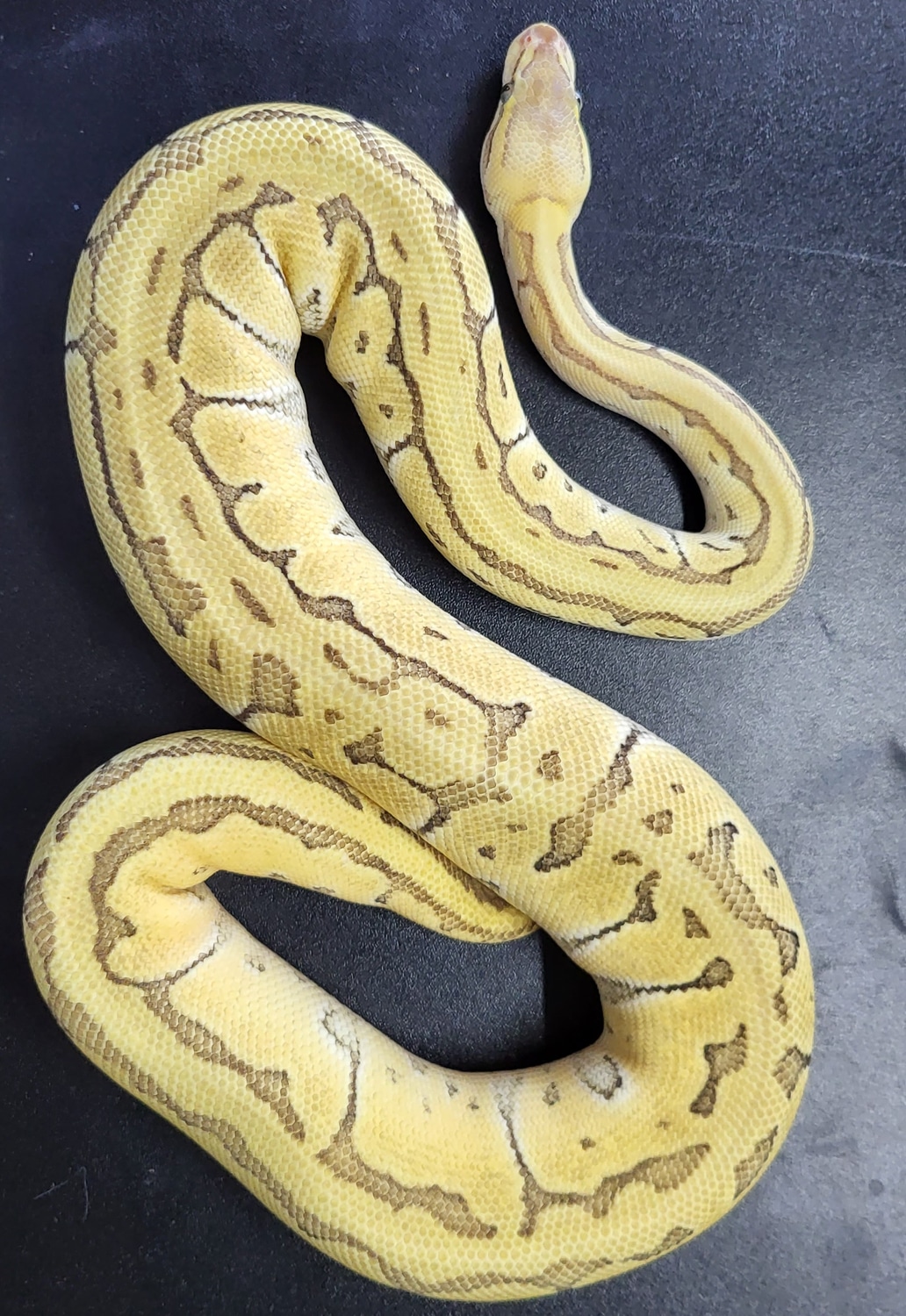 Super Emperor Pinstripe Ball Python by Harris Herps - MorphMarket