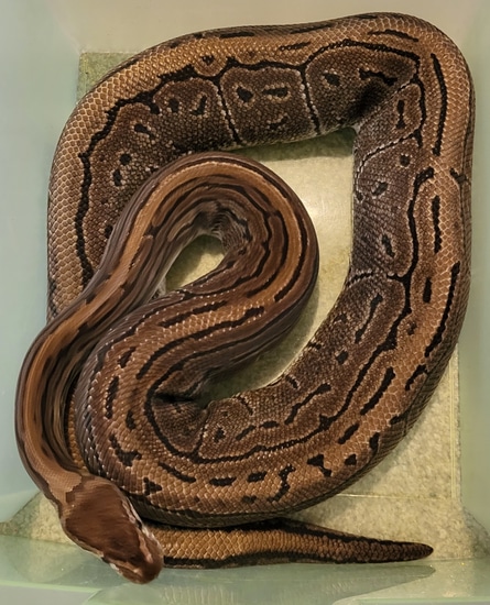 Pinstripe Ball Python by Harris Herps