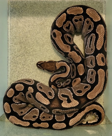 Normal Het Ghost Ball Python by Harris Herps