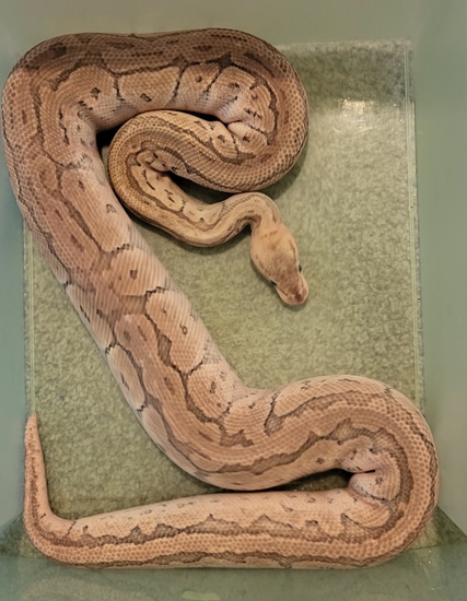 Emperor Pinstripe Ball Python by Harris Herps
