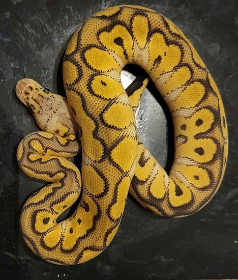 Pastel Phantom Clown Ball Python by Harris Herps