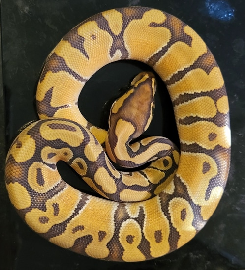 Pastel Fire Ball Python by Harris Herps