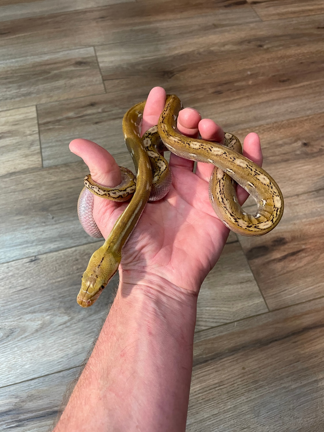 Super Dwarf Platinum Phantom DH Albino & Anery (Snow Maker) 25% Jampea ...