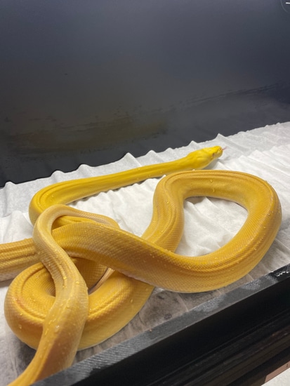 Platinum Goldenchild Phantom Purple Albino Tiger Reticulated Python by ...
