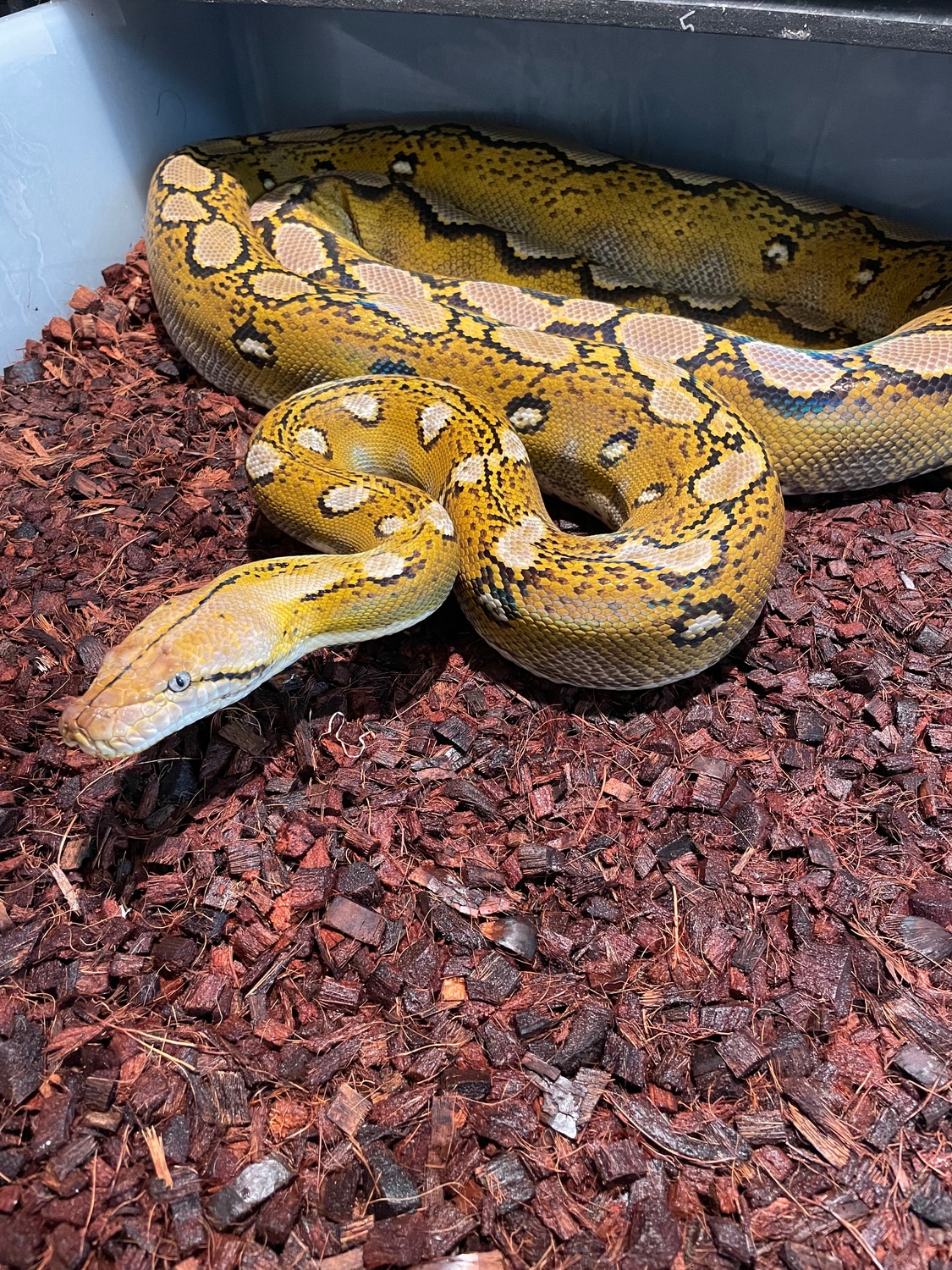 Sunfire Het Orange Ghost Stripe Poss Het Purple Albino Reticulated ...