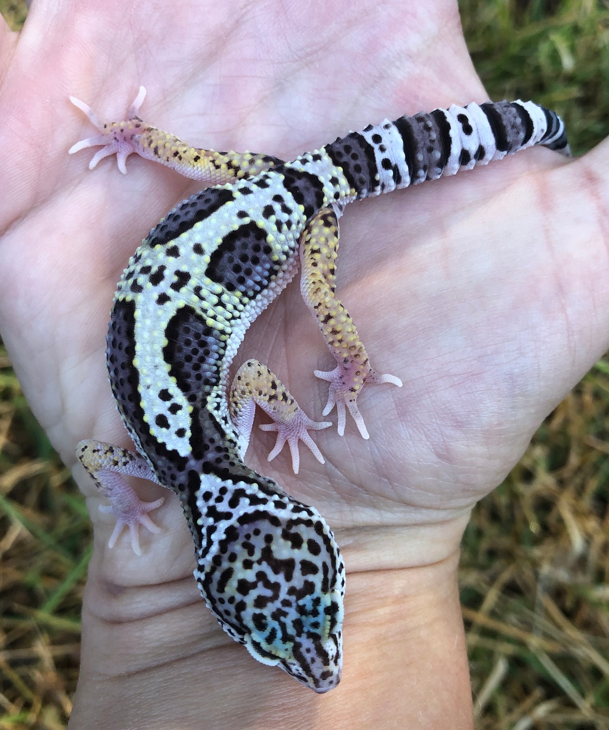 TSF Mack Snow, 100% Het Eclipse Leopard Gecko by Mosaic Geckos ...