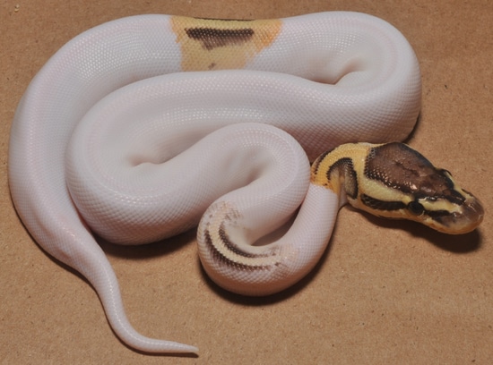 Firefly Pied Ball Python by Sixth Sense Exotics