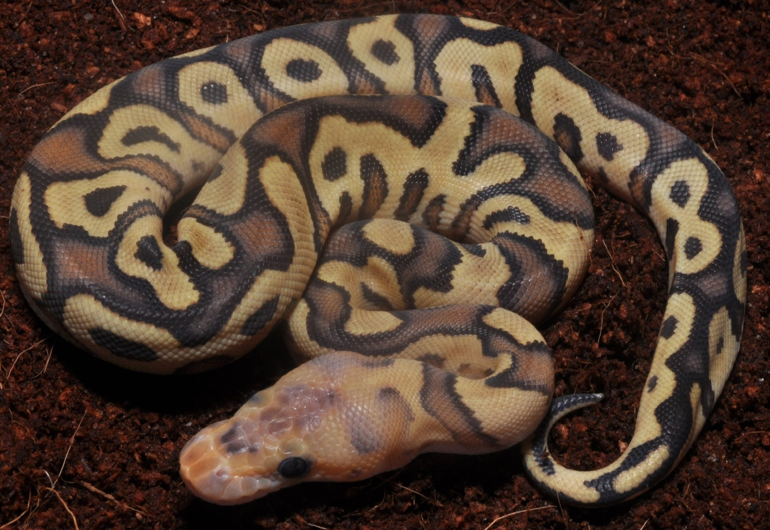 Cypress YB Fire Clown Pos Honey Ball Python by Sixth Sense Exotics ...