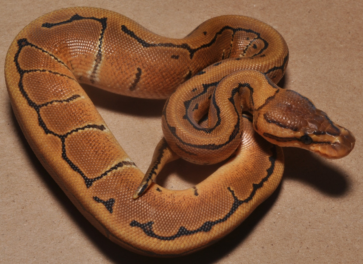 Pinstripe Het Clown - SALE Ball Python by Sixth Sense Exotics - MorphMarket