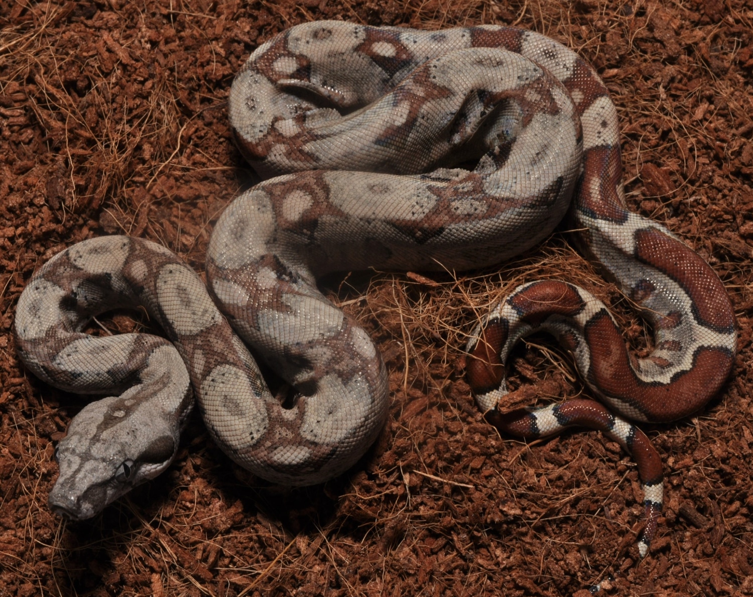 Het Blood Boa Constrictor by Sixth Sense Exotics - MorphMarket