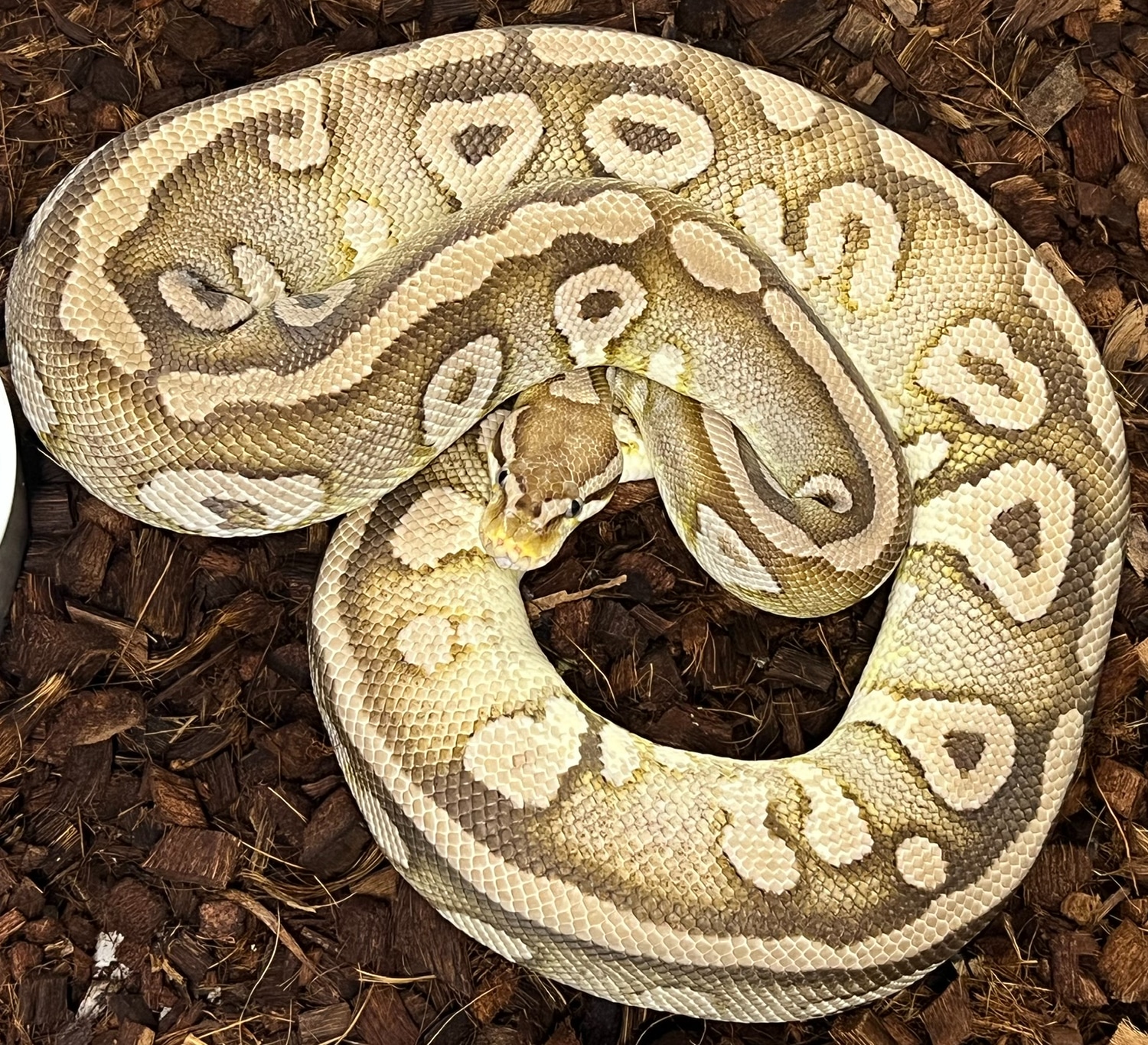 Pastave Het Pied (Proven) Ball Python by Sixth Sense Exotics - MorphMarket