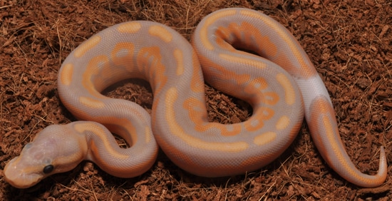 Cinnamon Banana Het Pied Ball Python by Sixth Sense Exotics