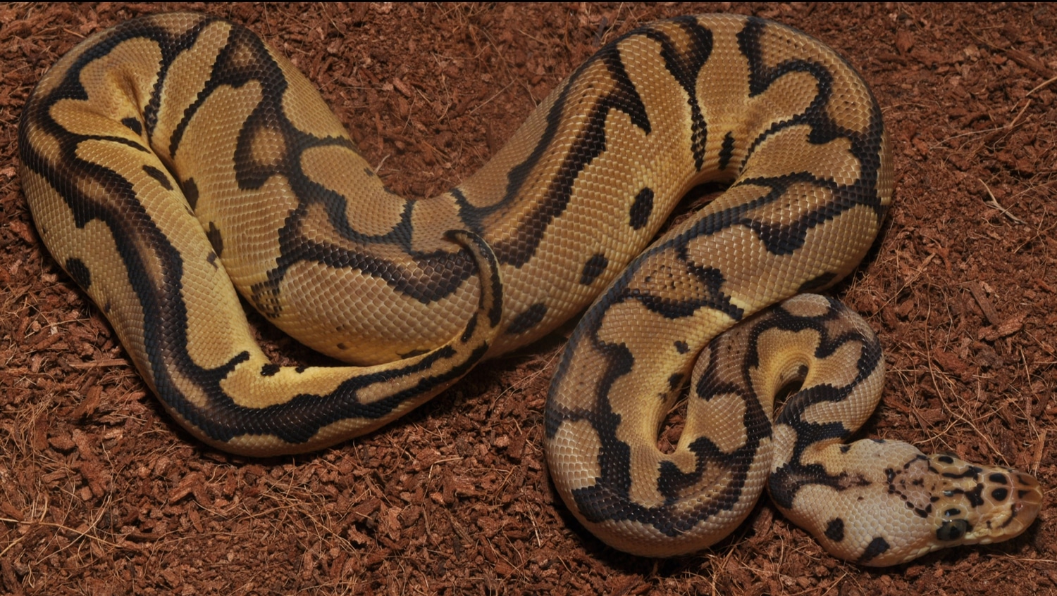 Pastel Blade Clown - SALE Ball Python by Sixth Sense Exotics - MorphMarket
