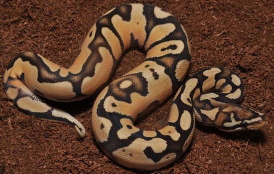 Super OD Fire Enchi - SALE Ball Python by Sixth Sense Exotics