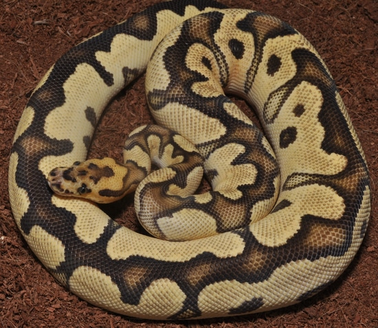 OD YB Fire Spotnose Clown - SALE Ball Python by Sixth Sense Exotics