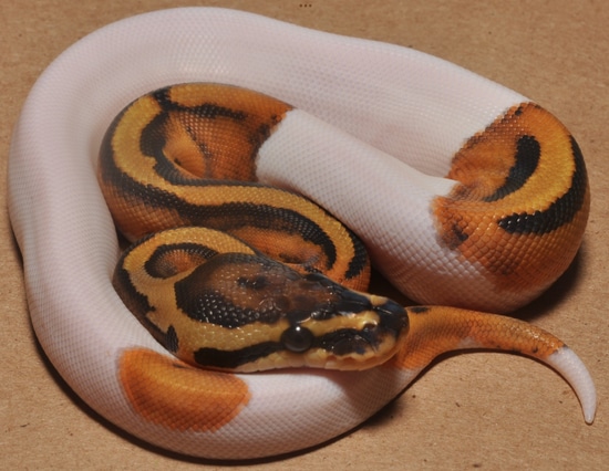 Pied Het Clown - SALE Ball Python by Sixth Sense Exotics