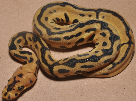 Fire Batman - SALE Ball Python by Sixth Sense Exotics