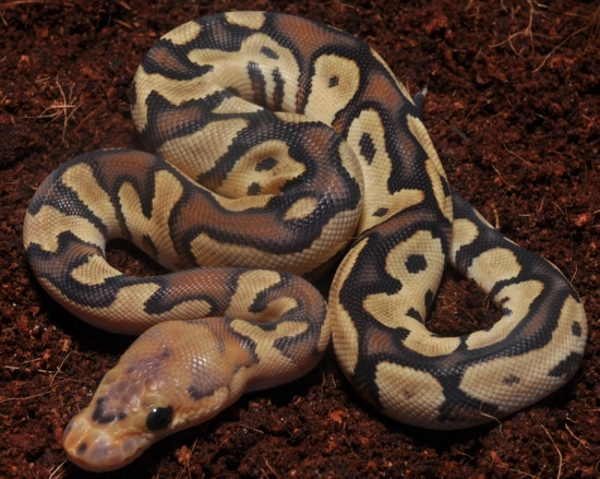 Cypress YB Fire Clown Poss Honey - SALE Ball Python by Sixth Sense Exotics