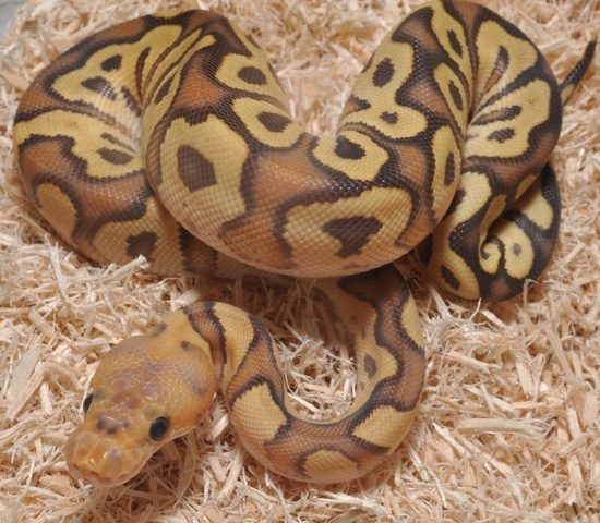 Cypress YB Fire Clown - SALE Ball Python by Sixth Sense Exotics