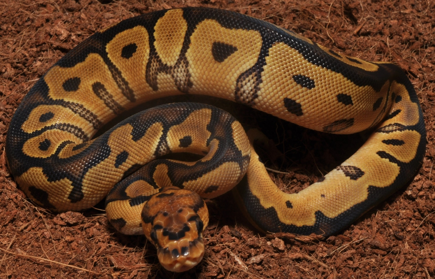 OD Clown - SALE Ball Python by Sixth Sense Exotics - MorphMarket